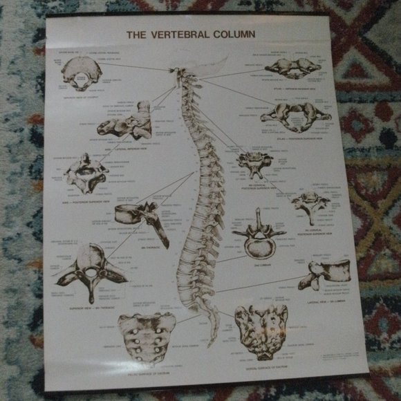 Anatomical Chart Co. | Wall Decor | 98 The Vertebral Column Spine ...